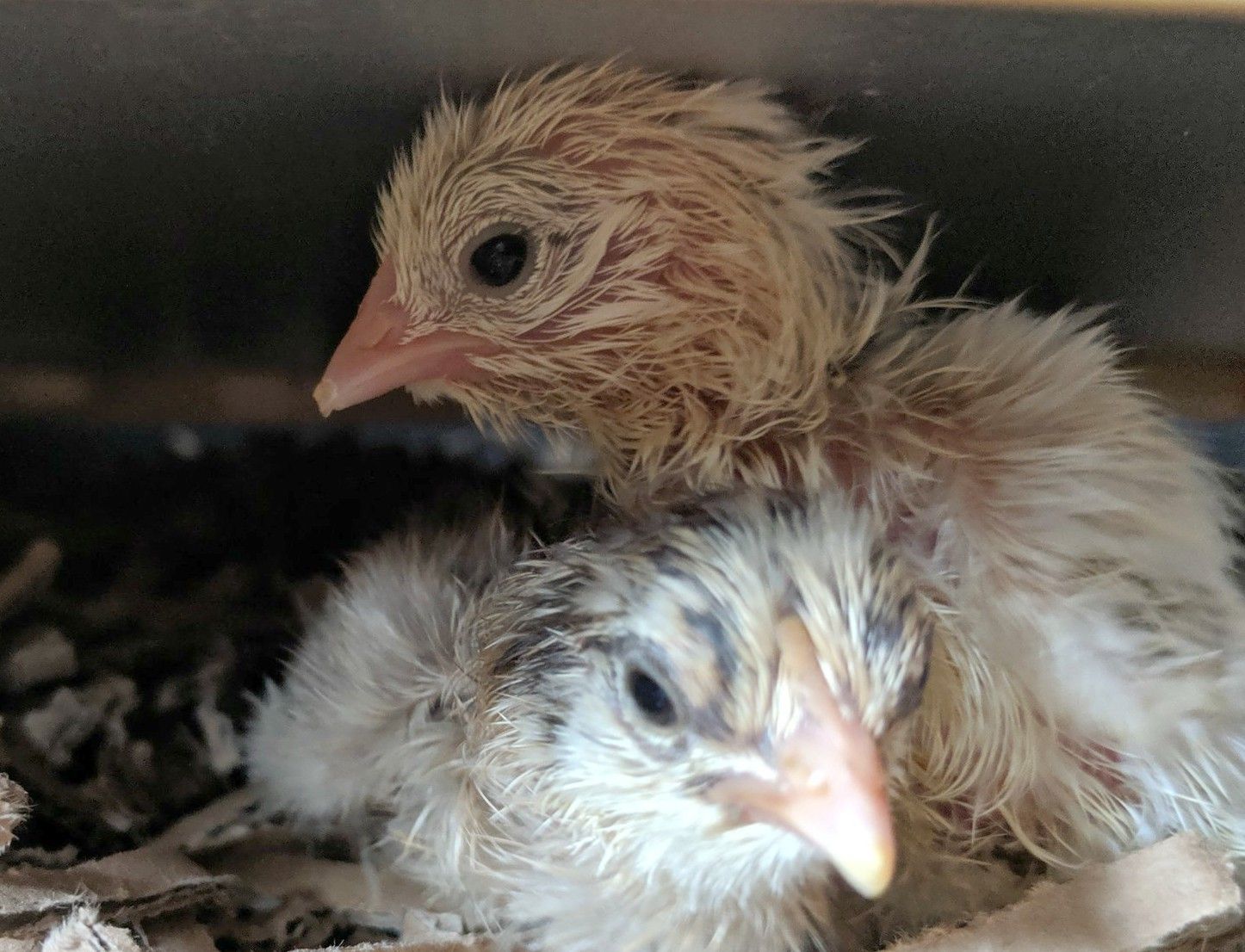 Four new chicks join OurChickenLife!