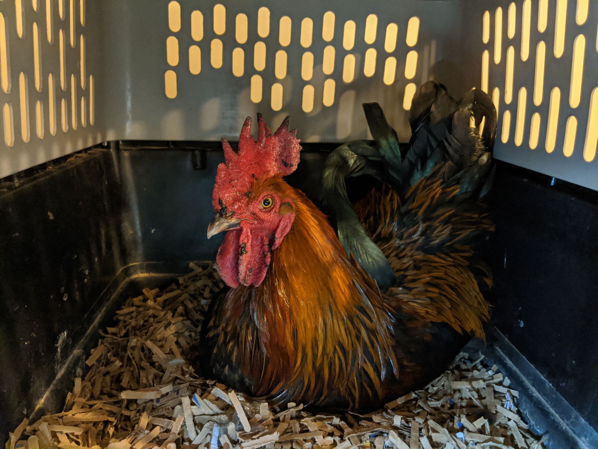 Bouncy Sheep, Chicks Growing Up and a Visit From Banksy