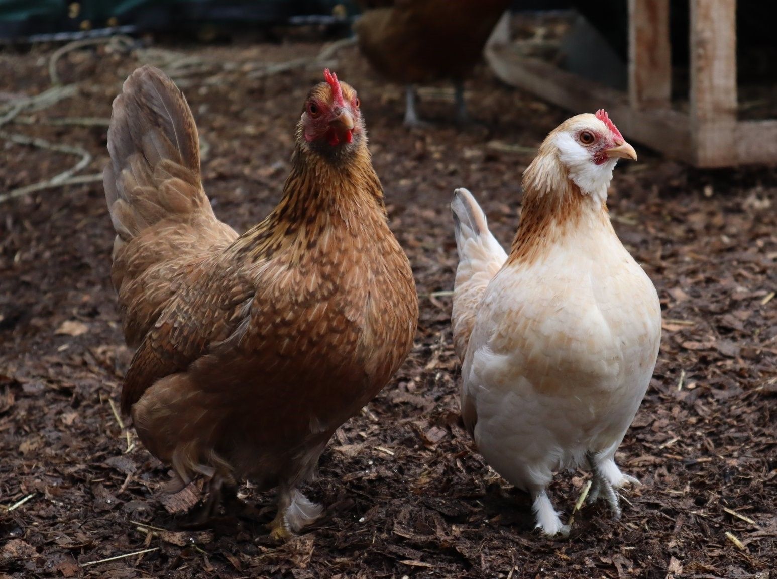 Babies, Babies, Babies!