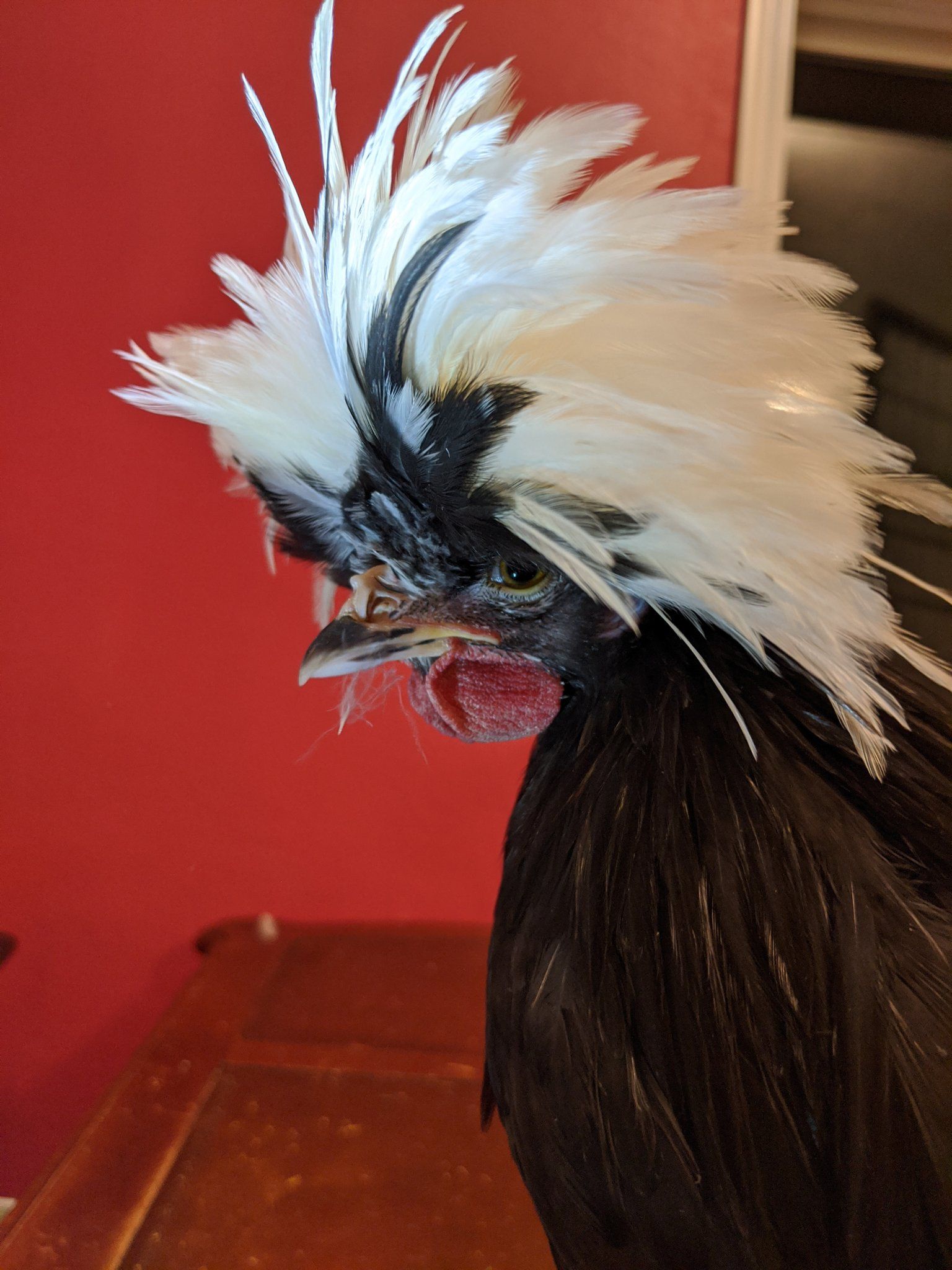 Say "Hi" to Einstein