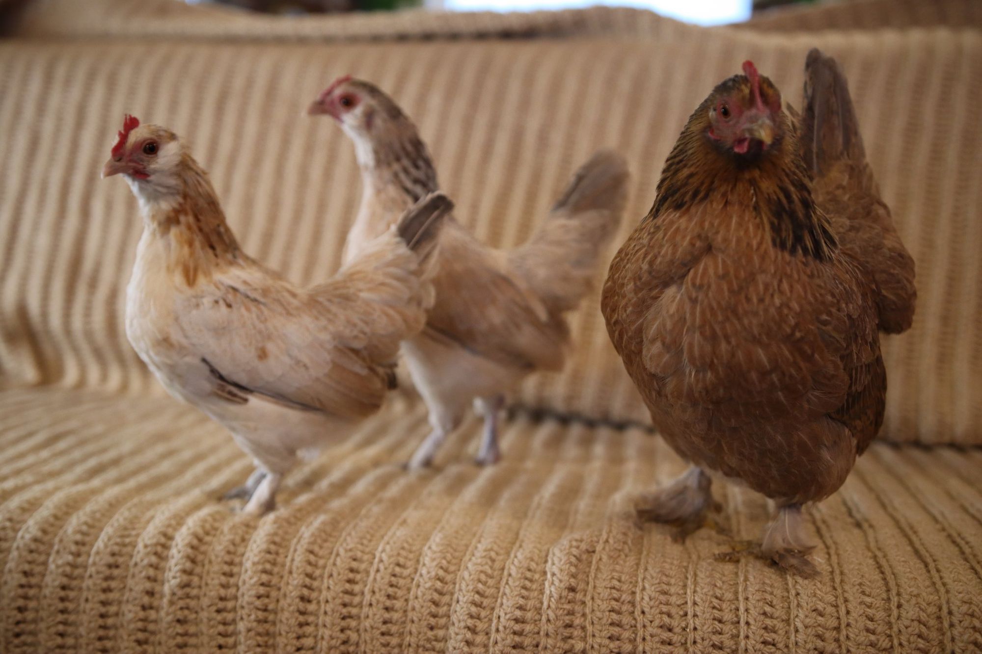 A Lovely Happy Hatch Day 