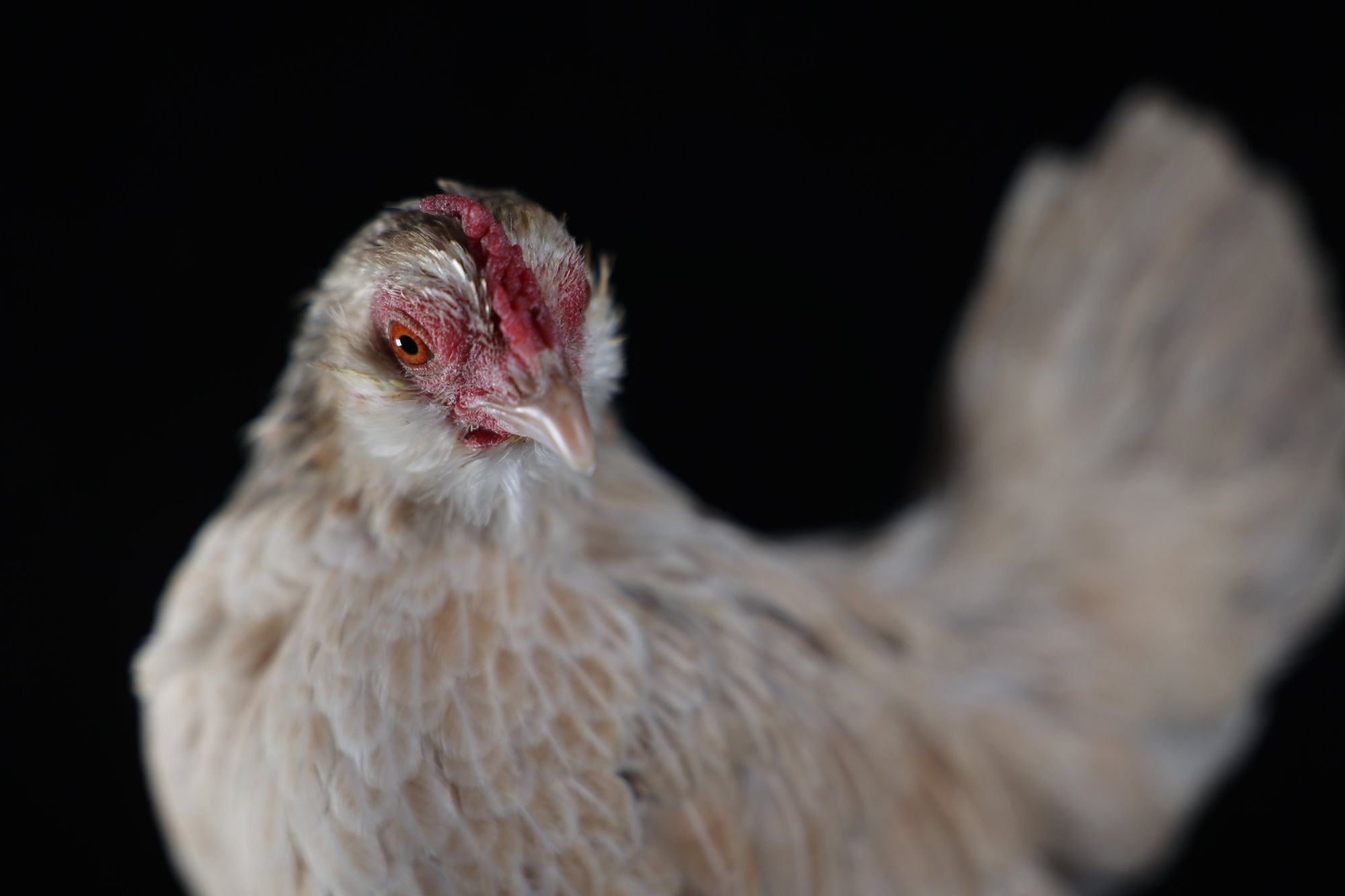 Sophie - E2 #OPHatch